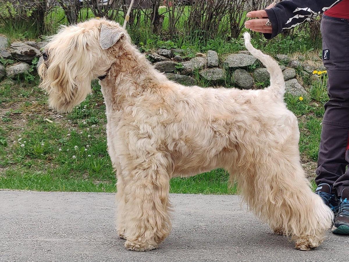 Toukokuu - Kerry- ja vehnäterrierikerho